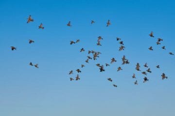 Do Sparrows Migrate? [The Intriguing Migration Mystery] - Birdwatching Buzz