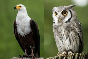 Eagle vs owl [What the Difference and How to Identify Them ...