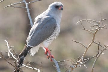 9 Stunning Hawks with White Heads - Birdwatching Buzz