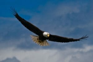 How Far Can an Eagle See? [Exploring the Limits of Eagle’s Vision ...