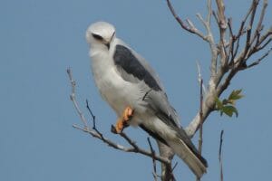 9 Stunning Hawks with White Heads - Birdwatching Buzz