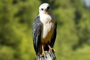 9 Stunning Hawks with White Heads - Birdwatching Buzz