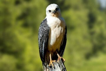 9 Stunning Hawks with White Heads - Birdwatching Buzz