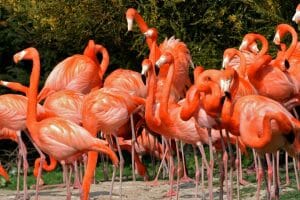 Can You Eat a Flamingo [Yes, But Should You?] - Birdwatching Buzz