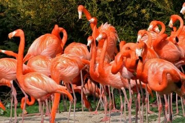 Can You Eat a Flamingo [Yes, But Should You?] - Birdwatching Buzz