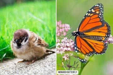 Do Birds Eat Butterflies? [Here's Everything You Need to Know ...