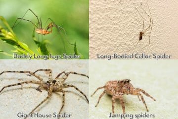 Do Birds Eat Spiders? [Everything You Need to Know] - Birdwatching Buzz