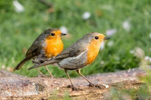 Do Birds Eat Ants [What Is Anting and Why Is It Done?] - Birdwatching Buzz
