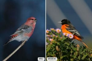 Do Birds Eat Butterflies? [Here's Everything You Need to Know ...