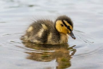 Do Black and Yellow Ducks Exist? - Birdwatching Buzz