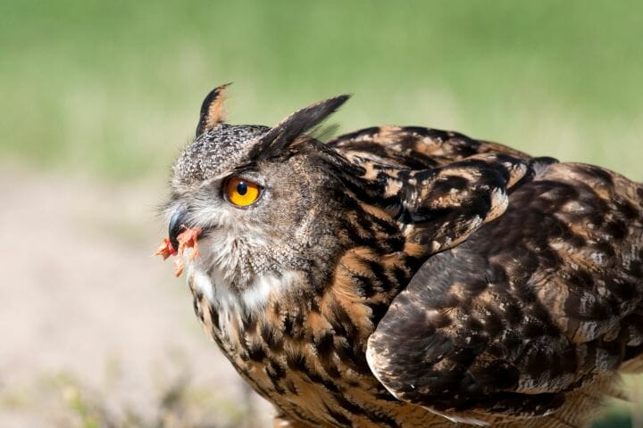 D o Owls Eat Rabbits? [Yes, and Here's Why] - Birdwatching Buzz