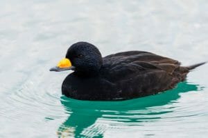 Do Black and Yellow Ducks Exist? - Birdwatching Buzz