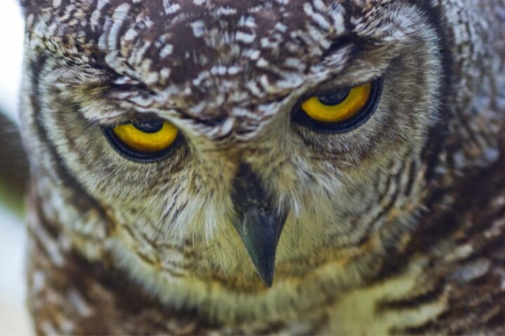 D o Owls Eat Rabbits? [Yes, and Here's Why] - Birdwatching Buzz