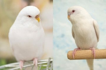 The Exotic Albino Parrot [A Glimpse into the Life of A Majestic ...