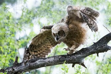 Can Owls Fly? [The Truth Behind Their Aerial Skills] - Birdwatching Buzz