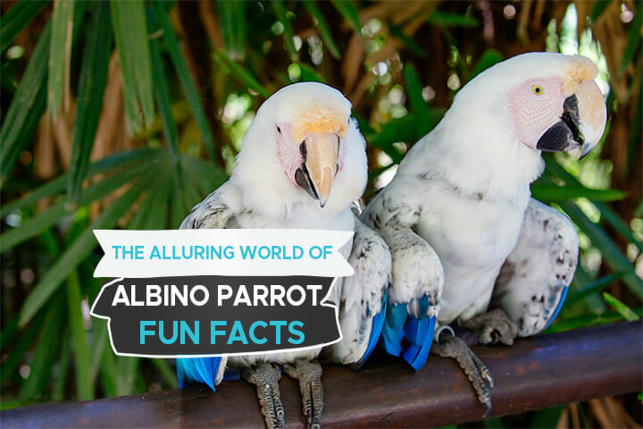 The Exotic Albino Parrot [A Glimpse into the Life of A Majestic ...