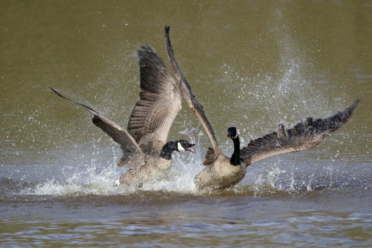 Are Geese Aggressive? [A Look into the Surprisingly Hostile World of ...
