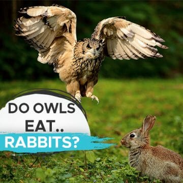Can Owls Fly? [The Truth Behind Their Aerial Skills] - Birdwatching Buzz
