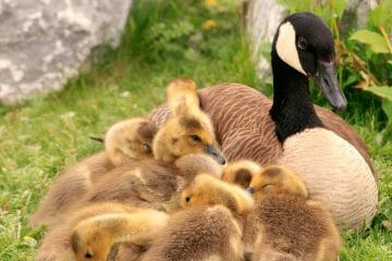 How Long Do Canadian Geese Live? [A Brief Look at Their Life Cycle ...