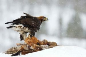 Are Eagles Omnivores? [Get a Scoop on Eagle's Diet and Eating Habits ...