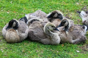 How Long Do Canadian Geese Live? [A Brief Look at Their Life Cycle ...