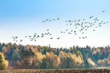 How Long Do Canadian Geese Live? [A Brief Look at Their Life Cycle ...