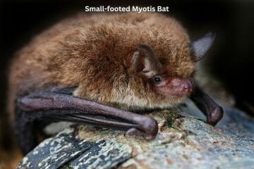 Do Owls Eat Bats? [The Symbiotic Relationship Between these Nocturnal ...