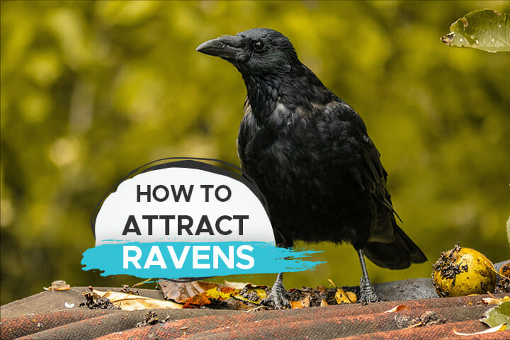 How to Attract Ravens [Clever Tips to Bring these Elusive Birds Close ...