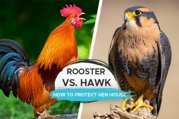 Rooster vs. Hawk [How to Protect Your Hen House] - Birdwatching Buzz