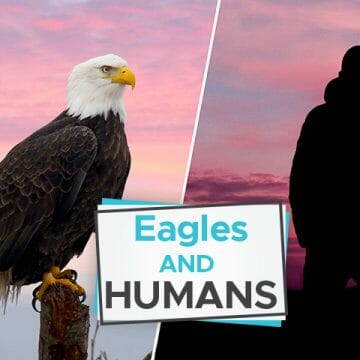 What Eats Eagles? [The Natural Enemies and Predators of These Majestic ...