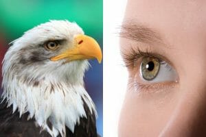 Eagle vs. Human [The Surprising Similarities] - Birdwatching Buzz