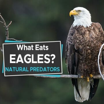 Eagle vs. Human [The Surprising Similarities] - Birdwatching Buzz