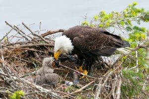 Eagle Molting Process [Even Eagles Have Awkward Phases] - Birdwatching Buzz