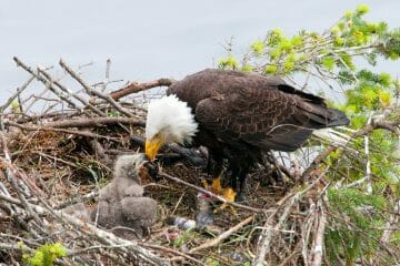Eagle Molting Process [Even Eagles Have Awkward Phases] - Birdwatching Buzz