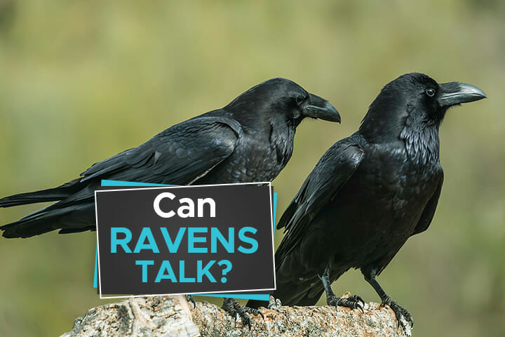 Can Raven Talk? [Beyond Caw-Caw and Kraa] - Birdwatching Buzz