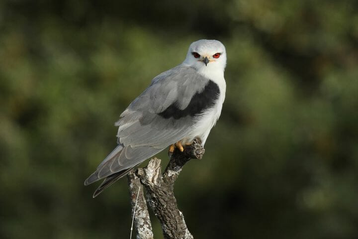 8 Hawks with White Chest [Powerful Birds with Awe-inspiring Beauty ...