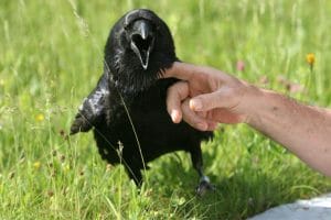 Can Raven Talk? [Beyond Caw-Caw and Kraa] - Birdwatching Buzz