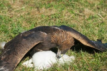 How Do Eagles Kill Their Prey? [Discover the Eagle’s Gruesome Side and ...