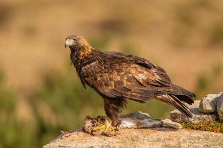 How Do Eagles Kill Their Prey? [Discover the Eagle’s Gruesome Side and ...