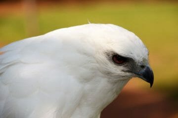 8 Hawks with White Chest [Powerful Birds with Awe-inspiring Beauty ...