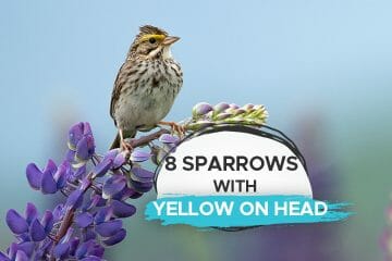 Sparrows with Yellow on Head [the World of Head-Turning Little Birds] - Birdwatching Buzz