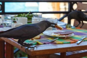What Do Ravens Eat? [Feasting Habits Beyond Worms and Insects ...