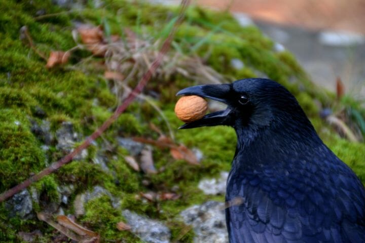 What Do Ravens Eat? [Feasting Habits Beyond Worms and Insects ...