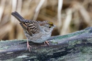 Sparrows with Yellow on Head [the World of Head-Turning Little Birds] - Birdwatching Buzz