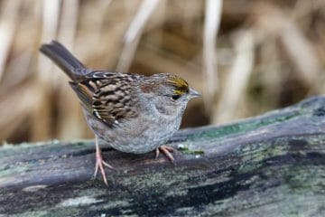 Sparrows with Yellow on Head [the World of Head-Turning Little Birds ...
