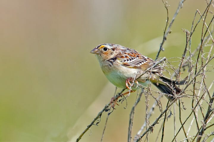 Sparrows with Yellow on Head [the World of Head-Turning Little Birds] - Birdwatching Buzz