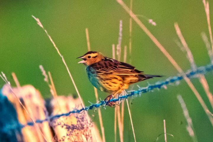 Sparrows with Yellow on Head [the World of Head-Turning Little Birds] - Birdwatching Buzz