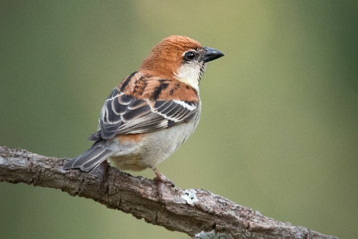 Sparrows with Red Heads [Meet the Tiny Redheads of the Bird World ...