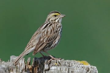 Sparrows with Yellow on Head [the World of Head-Turning Little Birds ...