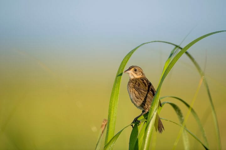 Sparrows with Yellow on Head [the World of Head-Turning Little Birds ...